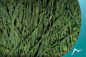 The Aromatic Nepali Herb Jimbu: A Versatile Ingredient for Your Recipes